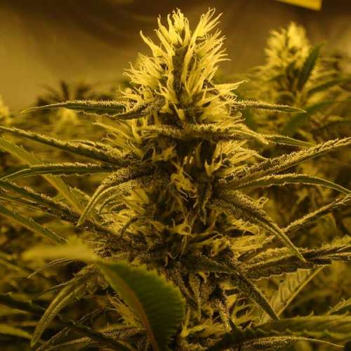Lemon Skunk Feminised - შეიძინეთ ფემინიზირებული კანაფის თესლები ...